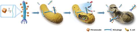Microenvironment‐activated Nanozyme‐armed Bacteriophages Efficiently