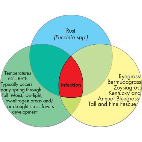 Green Rust Structure Diagram Type I Type Ii Rusting Of Iron Green Rust Structure Diagram Type I Type Ii Rusting Of Iron
