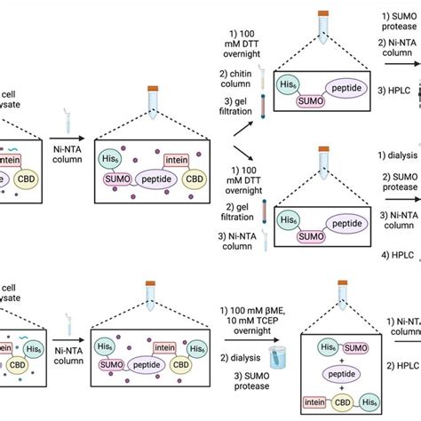 Isolation And Purification Of Lcna As A Spi Fusion Protein A Download Scientific Diagram