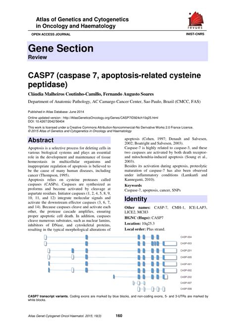 Pdf Casp7 Caspase 7 Apoptosis Related Cysteine Peptidase