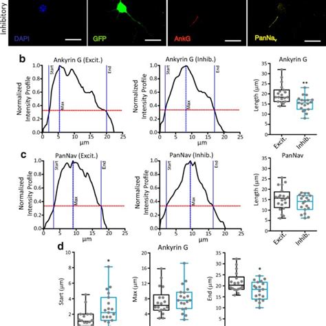 Firing Frequency In Excitatory And Inhibitory Neurons A B
