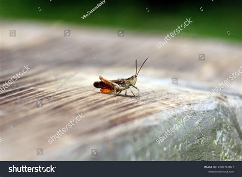 Wood Grasshopper 4 821 Images Photos Et Images Vectorielles De Stock