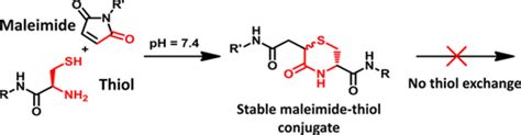 maleimide thiol conjugation for drug targeting
