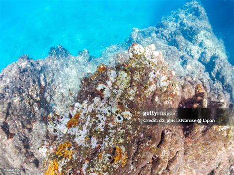 A Group Of Large Barnacles They Look Like Crustaceans But They Are A
