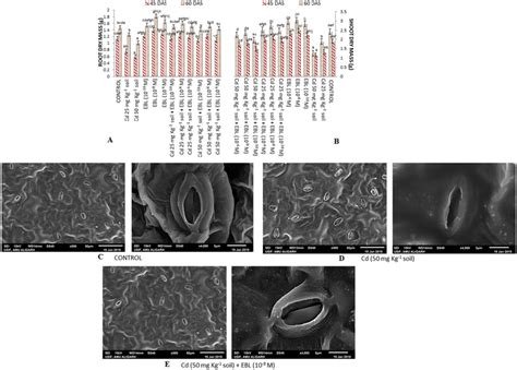 Effect Of 24 Epibrassinolide Ebl 10 10 10 8 Or 10 6 M And Cadmium