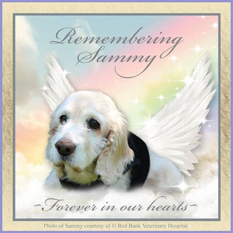 Sammy The Cocker Spaniel A Huge And Heartfelt Fathers Day Shout Out To Sammys Daddy Who