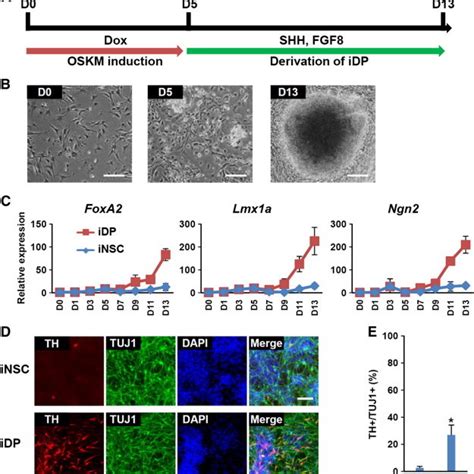 The Idps Were Differentiated Into Typical Ventral Midbrain Dopaminergic Download Scientific