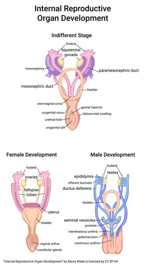 Homologous Structures In The Male And Female Integrated Human Anatomy And Physiology Part