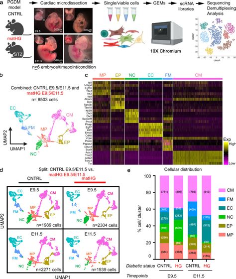 Single Cell Transcriptomic Profiling Unveils Dysregulation Of Cardiac