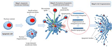 Apoptosis Definition And Importance