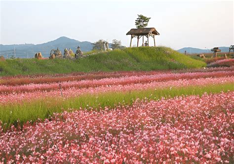 현실을 초월한 아름다움 가우라 꽃 인생샷 명소 4곳 여행톡톡