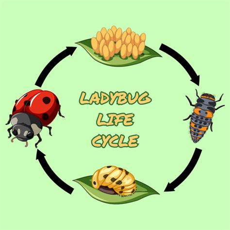 Ladybug Life Cycle Clipart Educational Resources Picstank