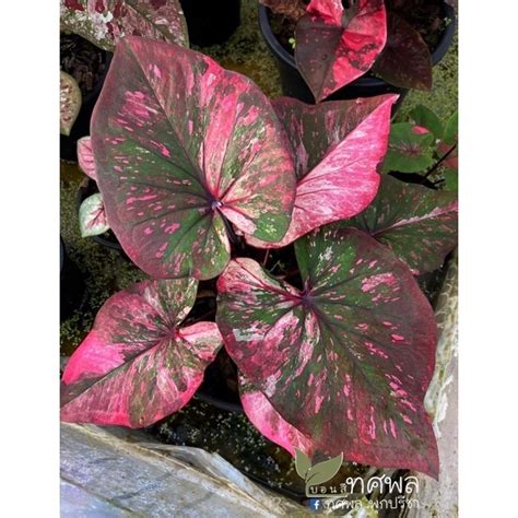 บอนสี ณ เมืองนนท์ ขายต้นลูกกระถาง4 Natcha Shop 78 Thaipick