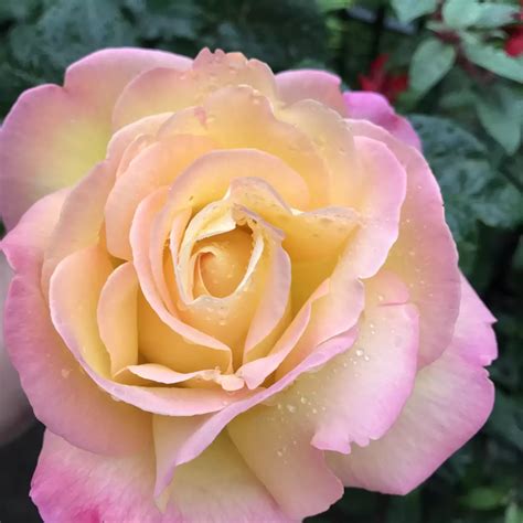 The Peace Rose All About Roses