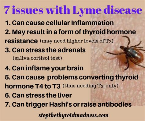 Lyme Disease And Its Connection To Thyroid Adrenal Problems Stop The