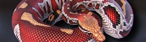 Blood Python Animated Flippednormals Blood Python Animated Flippednormals