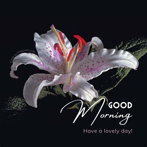 Beautiful Good Morning Lily Flower Images Quotes Wishes Messages Quotegreet