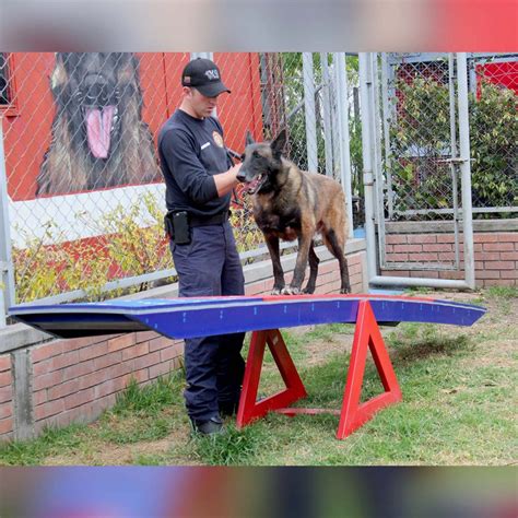 Pista Agility Para Perros En Plástico Maderplast