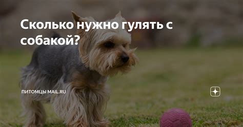 Сколько нужно гулять с собакой Питомцы Дзен
