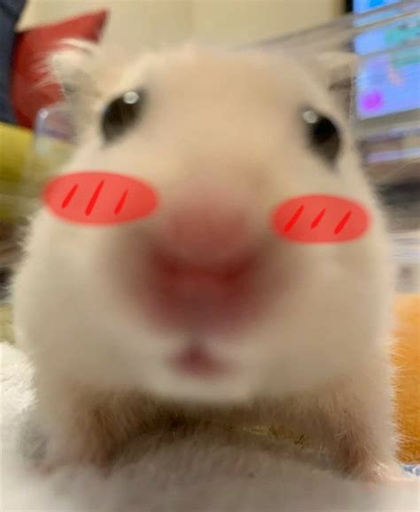Pin On Meme Silly Pictures Cute Memes Cute Hamsters
