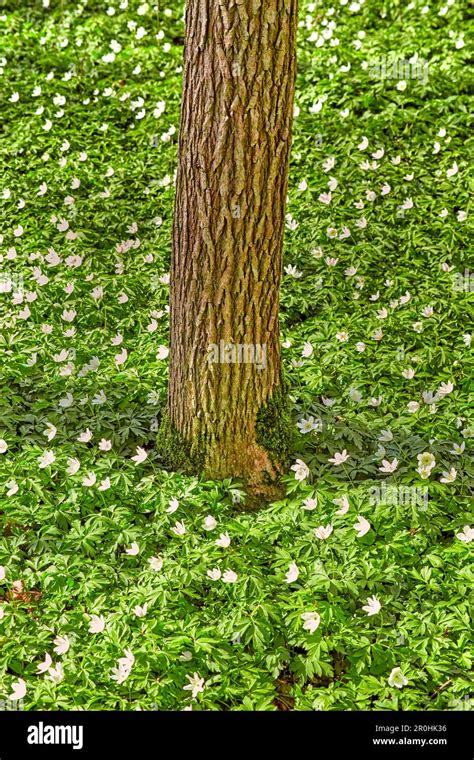 Trees Of All Types And Seasons A Beautiful World Of Differences Trees And Forests Of All Types