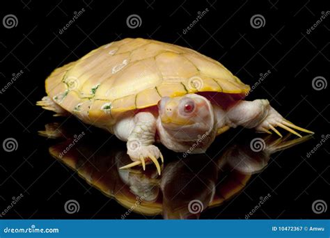 Albino Red Eared Slider Stock Image Image Of Endangered 10472367