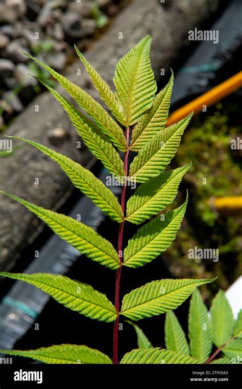 Sorbaria Sorbifolia The False Spiraea Or False Goats Beard Sorb