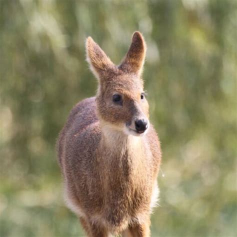 Xiaorong Chen East China Normal University Shanghai Ecnu Department Of Biology Research