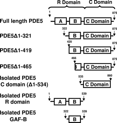 Schematic Of Full Length Pde5 And Pde5 Truncation Constructs All