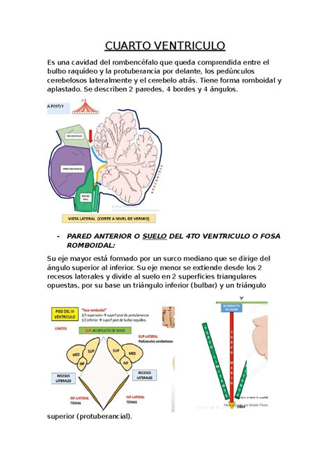 Cuarto Ventriculo Cuarto Ventriculo Es Una Cavidad Del Rombencéfalo