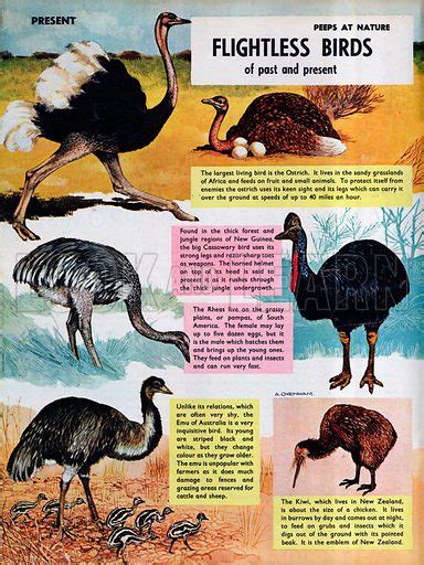 Natural History Collections Flightless Birds Dodo Bird Museum Hi Res
