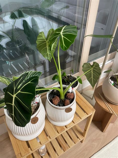 이 작은잎은 뭘까요~~ 지식in