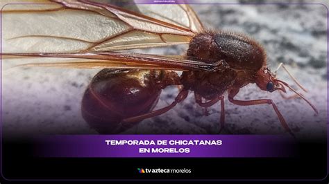 ¿ya Viste Las Hormigas Voladoras ¡es Tiempo De Chicatanas En Morelos