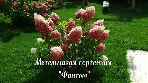 Метельчатая гортензия "Фантом". - YouTube