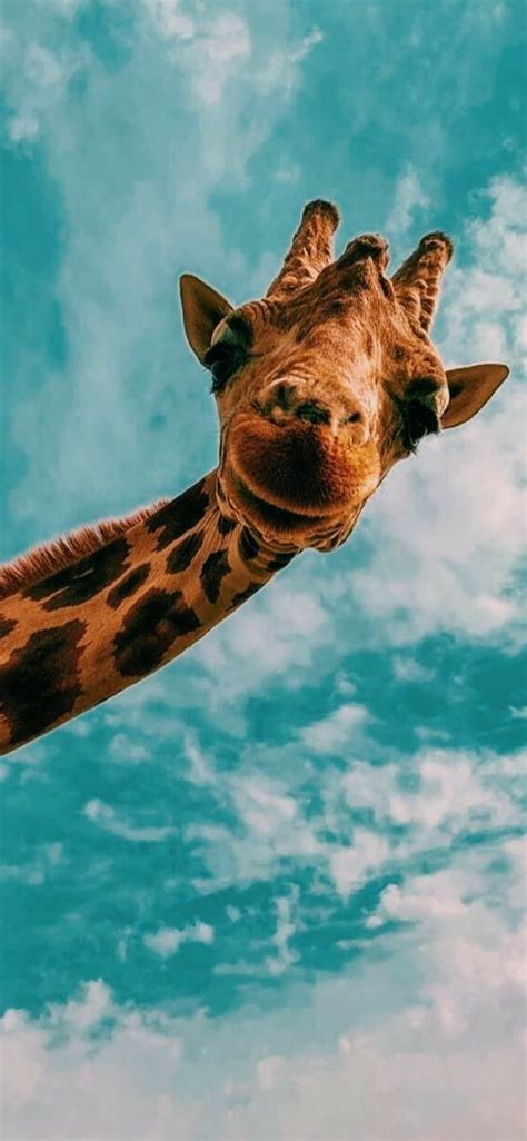 Best Giraffe Wallpapers