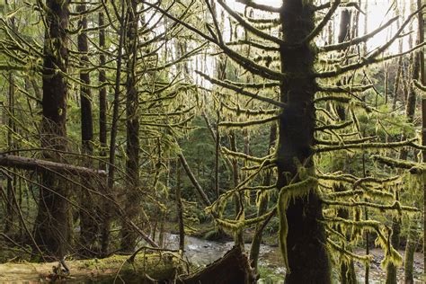Pacific Northwest Forest