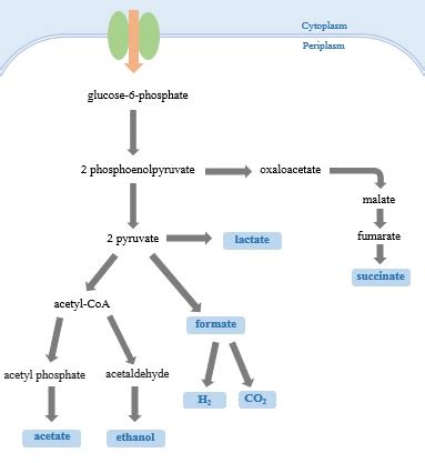 Mixed Acid Fermentation Wikipedia