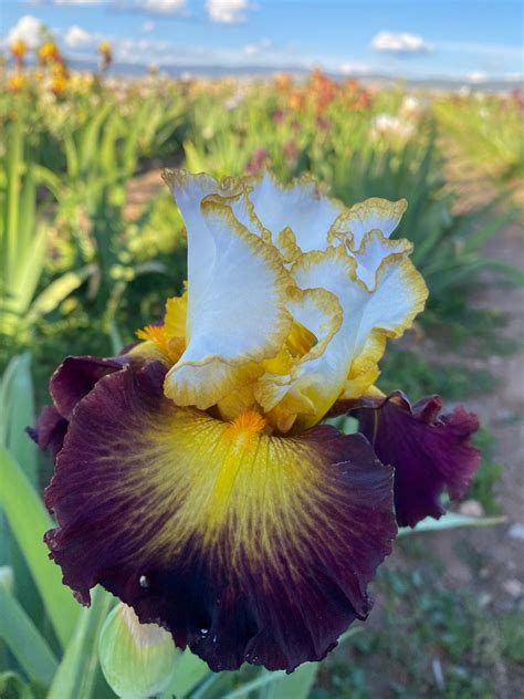 Superhero Ripple Effect Iris Farm