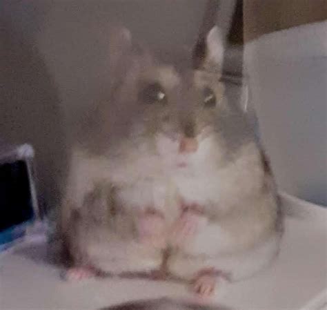 The Way My Hamster Was Staring At Me In The Middle Of The Night R Oddlyterrifying