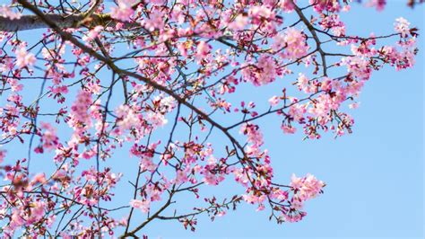 Cherry Blossom Wallpaper 4k Light Pink Background