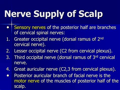 Ppt Comprehensive Guide To Scalp Anatomy And Functions Powerpoint Presentation Id 9352235