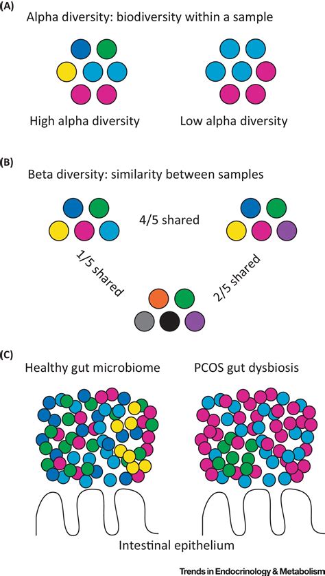 Sex Microbes And Polycystic Ovary Syndrome Trends In Endocrinology