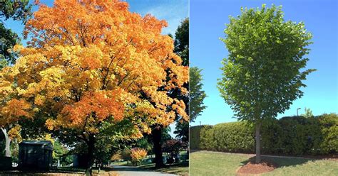 Massachusetts State Tree