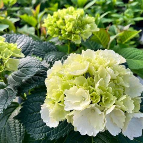 Hydrangea White Mix Tulbagh Tree And Plant Nursery