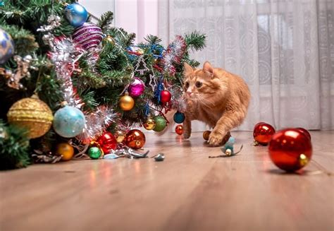 Why Do Cats Knock Things Over All About Cats