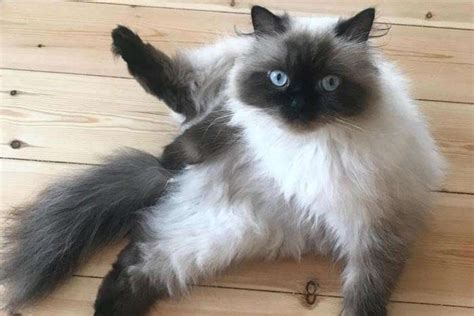 Gato Himalayo Persa Carácter Origen Y Curiosidades Feelcats