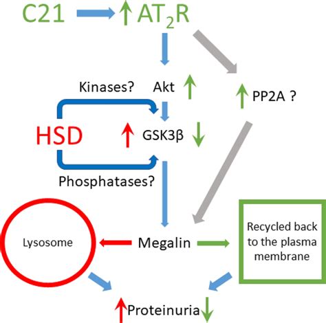 the schematic model supporting hypothesis download scientific diagram