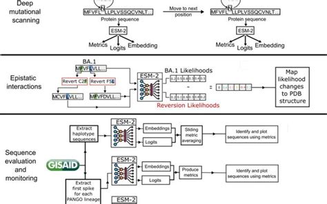 Preprint From A Single Sequence To Evolutionary Trajectories Protein Language Models Capture