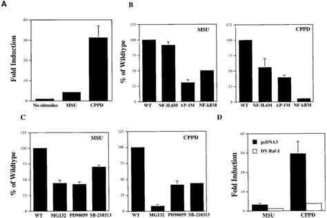 Msu And Cppd Crystal Induction Of The Il 8 Promoter A Thp 1 Cells Download Scientific Diagram