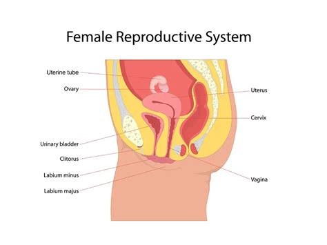 Bladder Function Anatomy Function Diseases Images